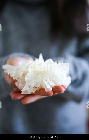 Snow Fungus, Tremella fuciformis. Also known as Snow Ear, Silver Ear ...