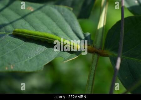 Common emigrant caterpillar Stock Photo - Alamy