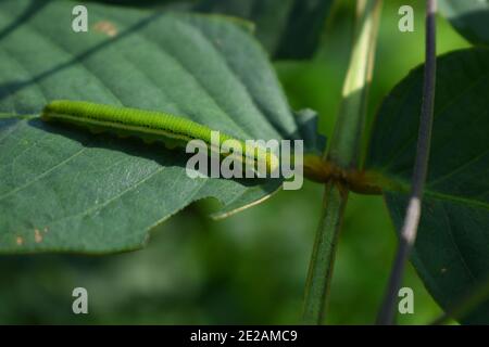 Larvae of Common emigrant butterfly, Catopsilia pomona, pupated at ...