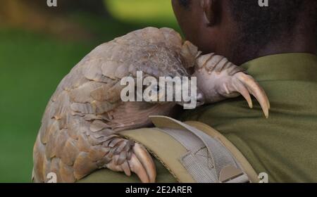 A pangolin in the arms of her carer at a wildlife sanctuary and ...