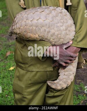 A pangolin in a wildlife sanctuary and rehabilitation centre in ...