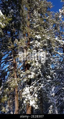 A Vertical shot of the tall trees covered with moss in the green Forest ...