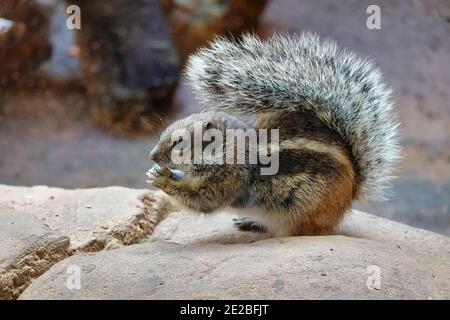 A closeup shot of a cute squirrel eating a nut on a field Stock Photo ...