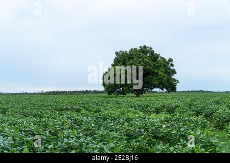 Mango tree in the Amazon jungle of Peru Stock Photo - Alamy