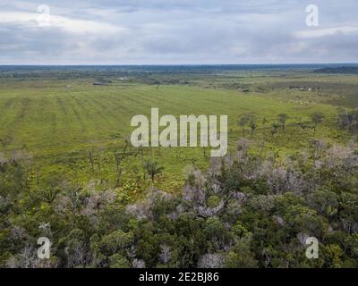 Cattle pasture and Amazon rainforest trees deforestation. Destroyed ...