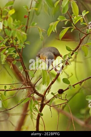 Northern Crombec (Sylvietta brachyura) in Ghana Stock Photo - Alamy