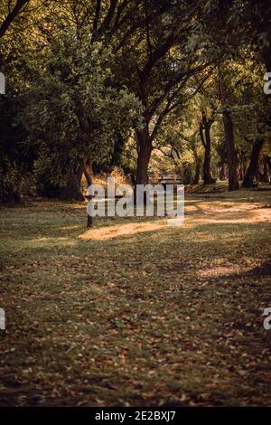 A vertical shot of a bridge over the river surrounded by leafless trees ...