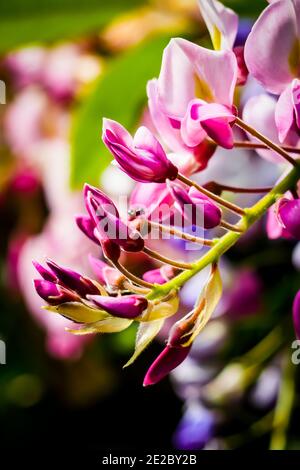 bristly locust, rose-acacia, or moss locust, Borstige Robinie, Robinia ...