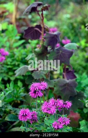 Monarda " On Parade Stock Photo - Alamy