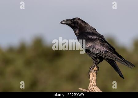 raven perched black bird corvus corax Stock Photo - Alamy