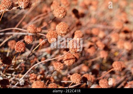 Achene fruit, California Buckwheat, Eriogonum Fasciculatum ...