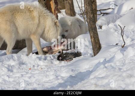 arctic wolves feeding Stock Photo - Alamy