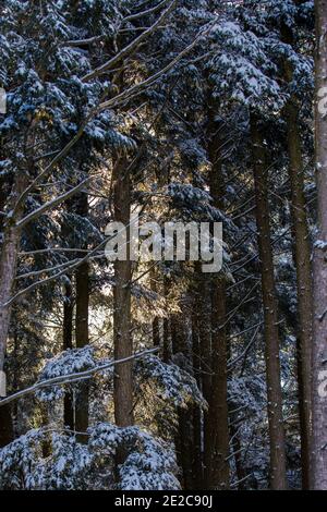 Canada's boreal forest in winter Stock Photo - Alamy
