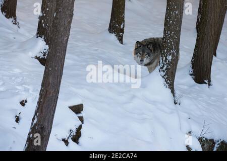 White Northwestern wolf / Mackenzie Valley wolf / Alaskan timber wolf ...