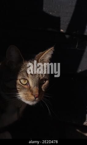 Tabby cat winking Stock Photo - Alamy