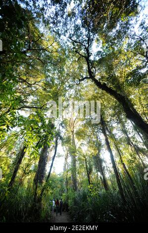 The endemic forest of Waipoua, this area is a sanctuary of plants and ...