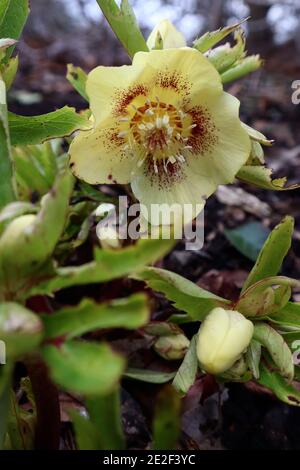 Helleborus x hybridus Creamy yellow hellebore with purple freckles and ...