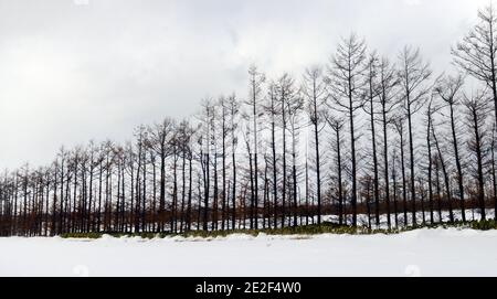 Snowy winter landscape in Furano, Hokkaido Stock Photo - Alamy