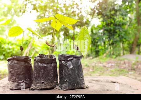 Cacao tree seedling young plant with copy space. Cocoa fruit farming ...