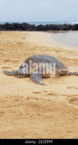 A vertical closeup shot of a Tortoise on blurry background Stock Photo ...