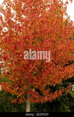 Closeup shot of autumn leaf during winter with a bokeh background Stock ...