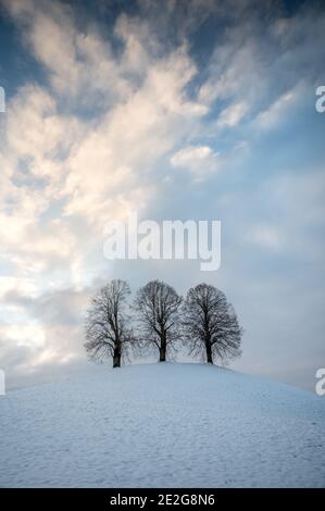 tree on top of a Emmental hill in snow Stock Photo - Alamy
