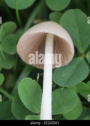 White dunce cap, Conocybe apala, also known as Milky conecap, wild ...