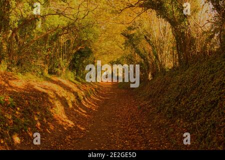 Sunken footpath with overhanging trees forming a tunnel at Halnaker ...
