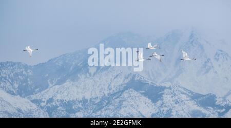 Flock of Canadian geese flying around the Great Salt Lake in Utah, the ...