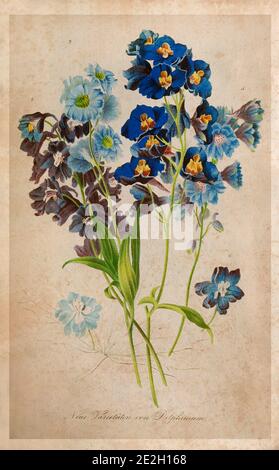 Larkspur, or Delphinium, or Spur (lat. Delphinium) is a genus of one ...