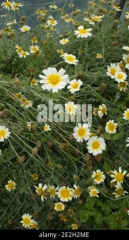 edible shungiku chrysanthemum leaves Stock Photo - Alamy