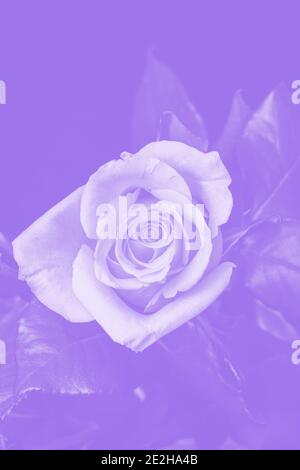 beautiful rose with purple tint Stock Photo - Alamy
