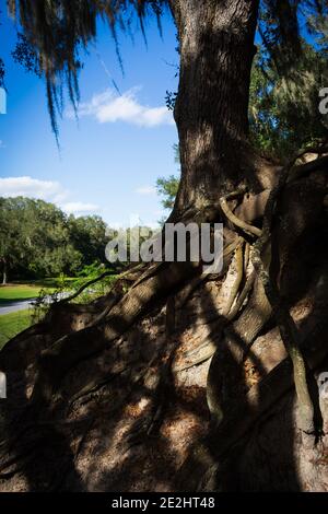 Twisted exposed gnarled roots of trees growing on a slope of a hill in ...