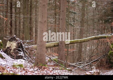 fallen tree close to the cave of Höllenstein Stock Photo - Alamy