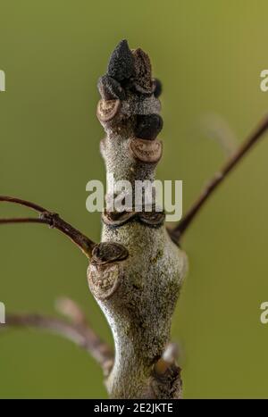 Buds on tree in early spring are ready to bloom. Blurred background ...