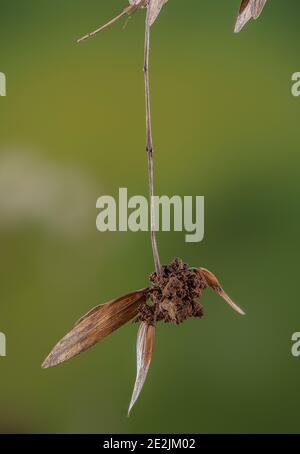 ash gall mite, cauliflower gall mite, ash key gall (Aceria fraxinivora ...
