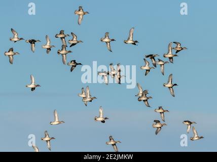 Flock of common teal (Anas crecca) in flight Stock Photo - Alamy