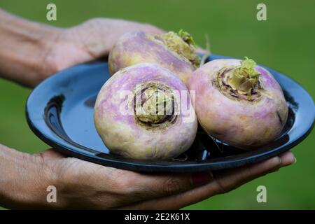 Beet Root or Shalgam is used as a vegetable or for making pickle in ...