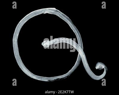 Alchemical Symbols Manure Stock Photo - Alamy