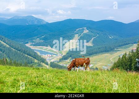 Brown cow grazes in bright summer day in mountains. Fresh air and ...