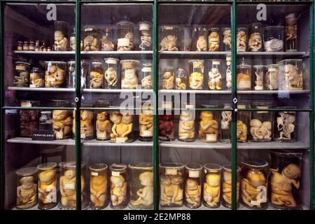 human organs in formalin Stock Photo - Alamy