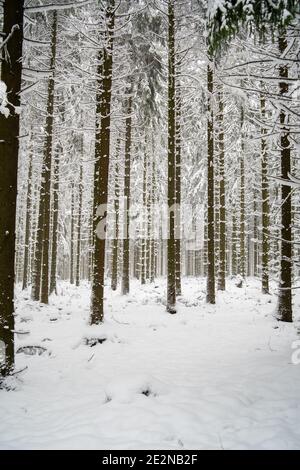Magnificent shot of thin tree trunks fully covered in snowy. Perfect ...