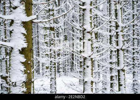 Magnificent shot of thin tree trunks fully covered in snowy. Perfect ...