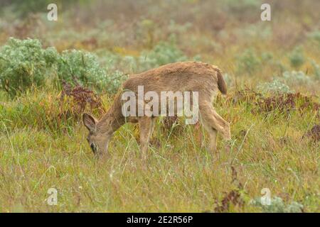 Deer grazing in a meadow of Northern California coast Stock Photo - Alamy