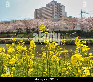 Spring of Oncheoncheon Citizens Park , Busan, South Korea, Asia Stock ...