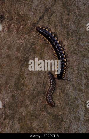 Yellow-Spotted Millipede, Almond-Scented Millipede or Cyanide Millipede ...