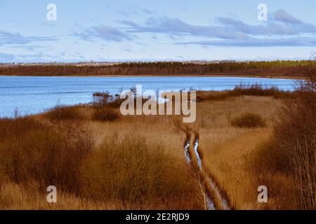 A view of a marsh filled with reeds. A lake in the background. Picture ...