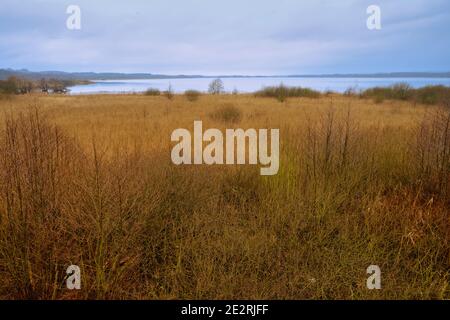 A view of a marsh filled with reeds. A lake in the background. Picture ...