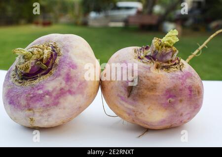 Turnip vegetable also know as Brassica rapa, from Asia Purple pink and ...
