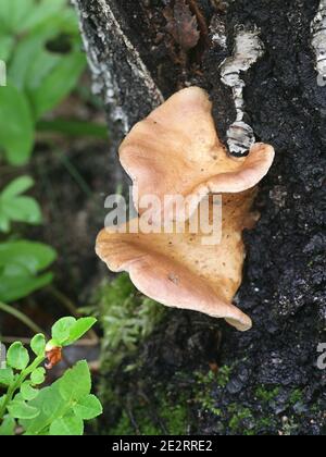 Panus conchatus, commonly known as the lilac oysterling, is an inedible ...